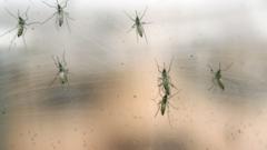 Angola's yellow fever outbreak could become 'global emergency' - BBC News