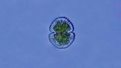 Huge plan to map the DNA of all life in British Isles - BBC News