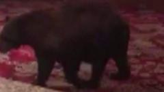 Buckethead the bear cub's head freed from jar after three days - BBC News