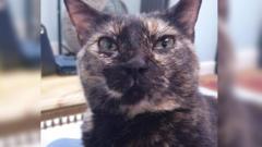 Wolverhampton cat cafe to open with rescued felines from Qatar - BBC News