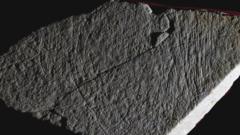 Ice Age engravings found at Jersey archaeological site - BBC News