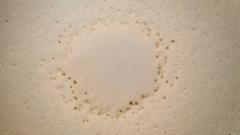 Fairy Circles: What are they and why do they form? - BBC Newsround