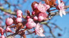 Spring blossoms can help you feel happy, National Trust says - BBC News