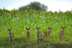 Badger admiring Banksy-style image wins wildlife photo competition ...