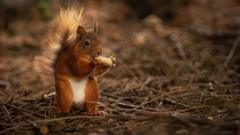 Scientists design contraceptives to limit grey squirrels - BBC News