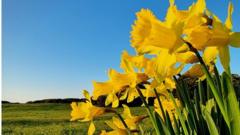 When does spring officially begin? - BBC Weather