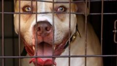 The Dangerous Dogs Act 25 years on: How effective has it been? - BBC News
