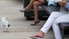 Who, What, Why: Is it legal to attack a seagull? - BBC News