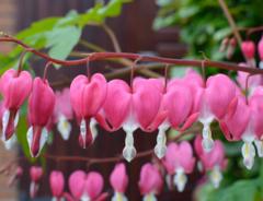 England's Big Picture: 8 - 14 May - BBC News