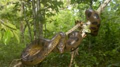 New anaconda in Amazon Jungle could be 'biggest' snake species alive ...