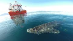 400-year-old Greenland shark ‘longest-living vertebrate’ - BBC News