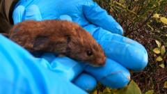 The water voles that dig under Glasgow like moles - BBC News