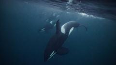 How do whales communicate? - BBC Newsround