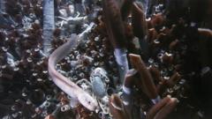 Europa: Our best shot at finding alien life? - BBC News