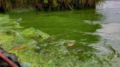 Lough Neagh: The year the UK's largest lake turned green - BBC News