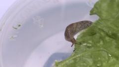 Fitting slugs with tracking devices for the first time - BBC News