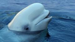 Beluga whales change shape of their heads to communicate - BBC Newsround