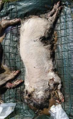 Does the UK need a human 'body farm'? - BBC News