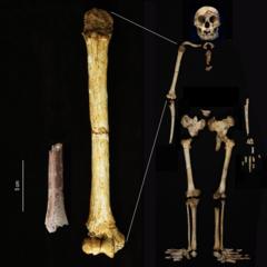 Ancient bones of the world's tiniest 'hobbit' humans discovered - BBC ...