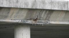Lune Gorge M6 bridge repairs: Businesses fear lengthy disruption - BBC News