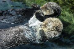 Sea otter awareness week 2024: Otter-ly amazing facts - BBC Newsround