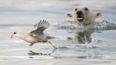 Badger admiring Banksy-style image wins wildlife photo competition ...