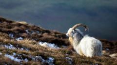 Ancient Cheviot goat added to rare breeds list - BBC Newsround