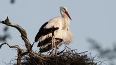 The UK has its very first 'stork village' - BBC Newsround
