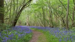 The ancient Foxley Wood reserve in North Norfolk is to expand - BBC News