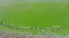 What is blue-green algae and why is it such a problem? - BBC News