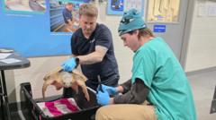 Hull aquarists volunteer to help save endangered sea turtles - BBC News