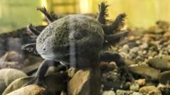 Captive-bred axolotl thrives in restored wetlands in Mexico City - BBC News