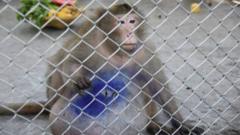 'Uncle Fatty' the obese monkey has completed his weight-loss camp - BBC ...