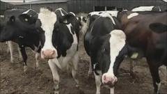 Future of farming: Mega-dairy or theme park? - BBC News