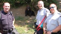 'Tame' bears guard Canadian marijuana farm - BBC News