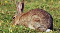 Manx government considers rabbit cull law changes - BBC News