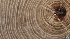 Roman rise and fall 'recorded in trees' - BBC News