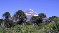 Secrets of Antarctica's fossilised forests - BBC News