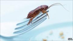 Cockroaches found in Larbert takeaway curry - BBC News