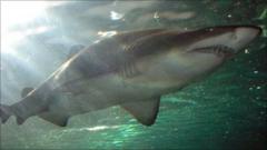 Anatomical clues to human evolution from fish - BBC News