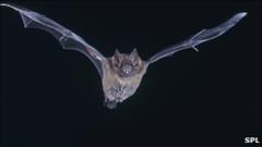 Human brain's 'bat sight' found - BBC News