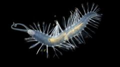 Pictures: Glowing deep sea worm species discovered - BBC Newsround