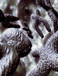 Male Y chromosome extinction theory challenged - BBC News