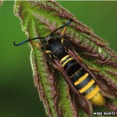 Researchers solve Darwin's copycat evolution puzzle - BBC News