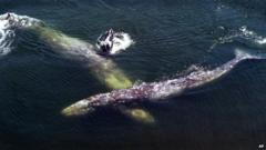 Whales, gas and climate: A gray tale - BBC News