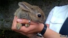 Wild rabbit rescued from a car engine in Aberdeen - BBC News