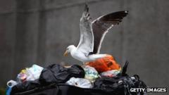 Who What Why: Why are there so many seagulls in cities? - BBC News