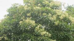 Roath Park's rare Chinese tree flowers in heatwave - BBC News
