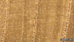 Tree rings reveal Amazon's rainfall history - BBC News