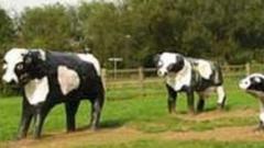 Milton Keynes cows to stay as skeletons for Halloween - BBC News